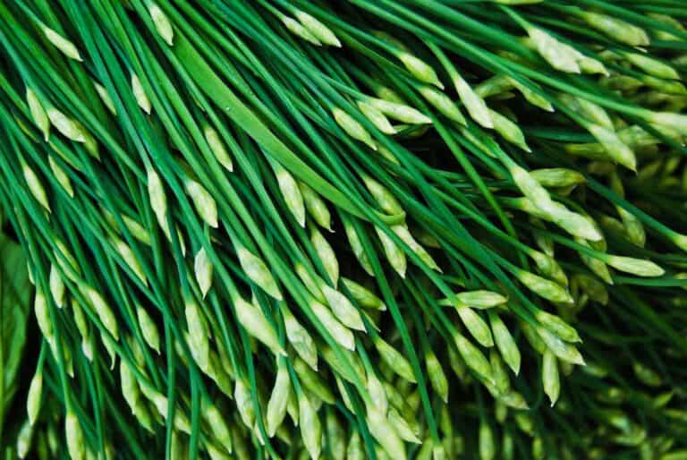 6 Chives Substitutes - The Top Substitutes For Chives You Should Know About