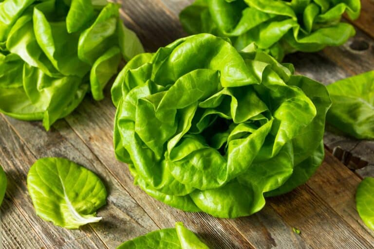 12 Best Substitutes For Escarole | Greedy Gourmet